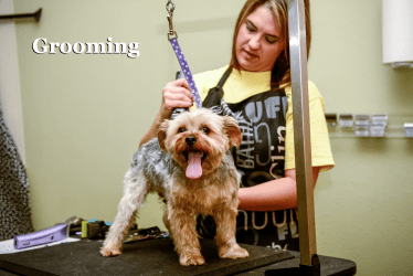 Four Paws Pet Resort – A vacation for them, peace of mind for you